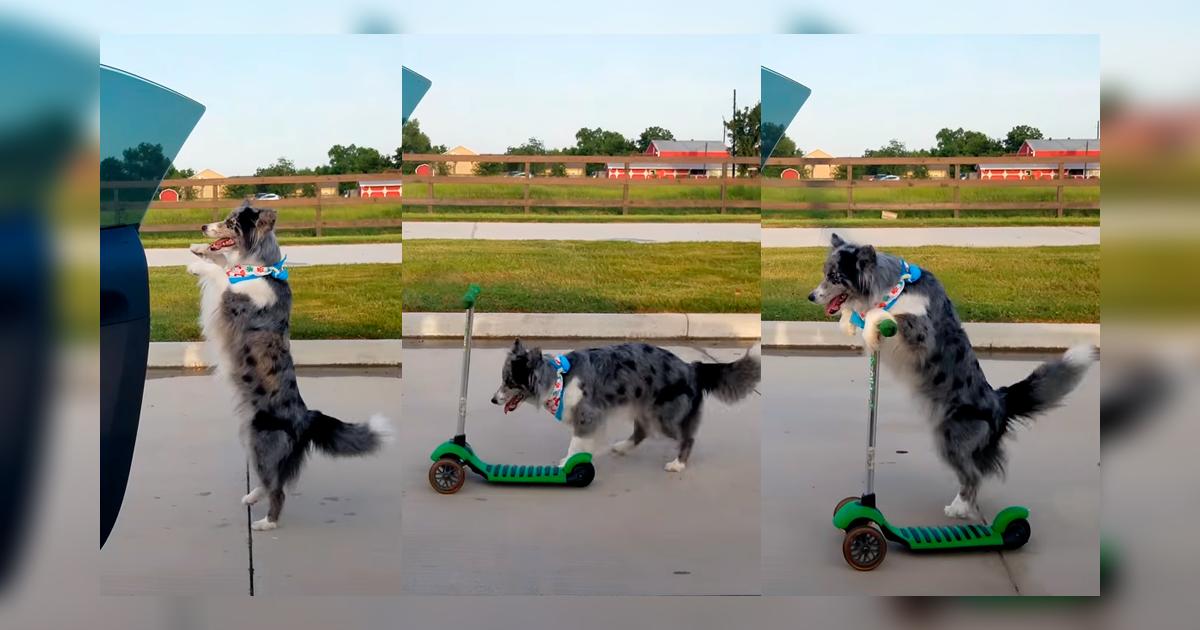 YouTube viral: aplauden a talentoso perro que hizo el peligroso 'Kiki ...