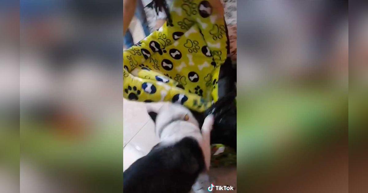 TikTok viral: Perro protagoniza curiosa escena al ver el gran regalo ...
