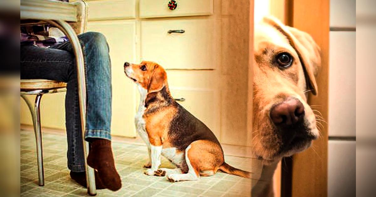 ¿Por qué mi perro me sigue a todos lados? que es el hiperapego en ...