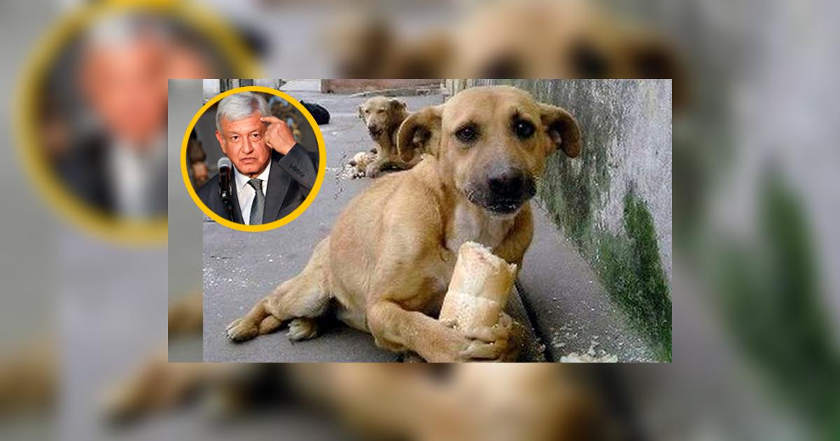 Diputada de AMLO, Cristina Tello Rosas, presentó propuesta para matar ...