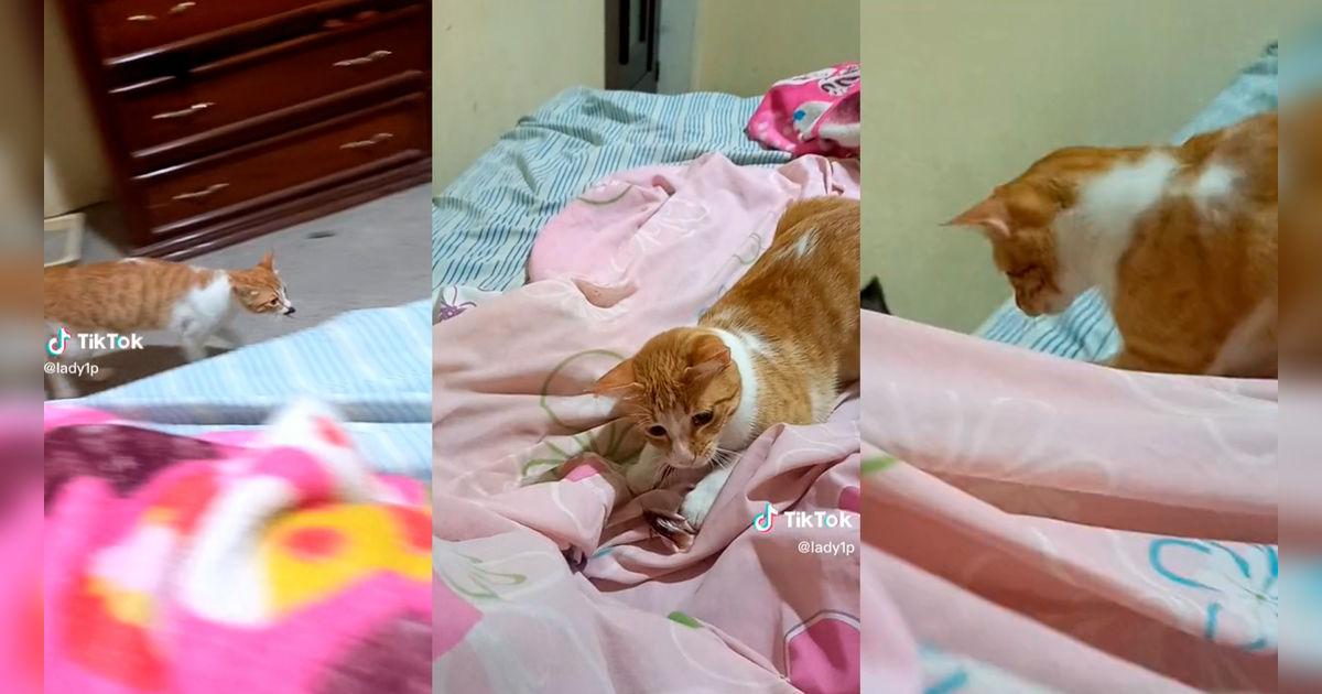 TikTok viral | Gato 'enseña' a cazar a su dueña y le sube una cucaracha ...