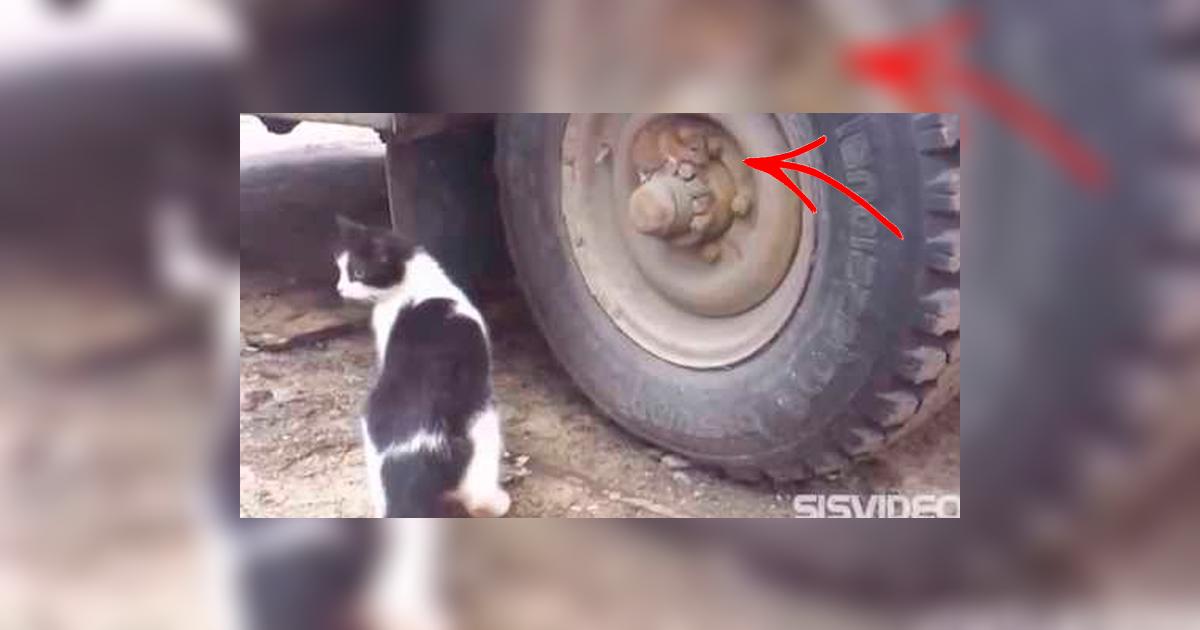 Facebook viral: gato intenta devorar a rata ninja, pero este encuentra ...