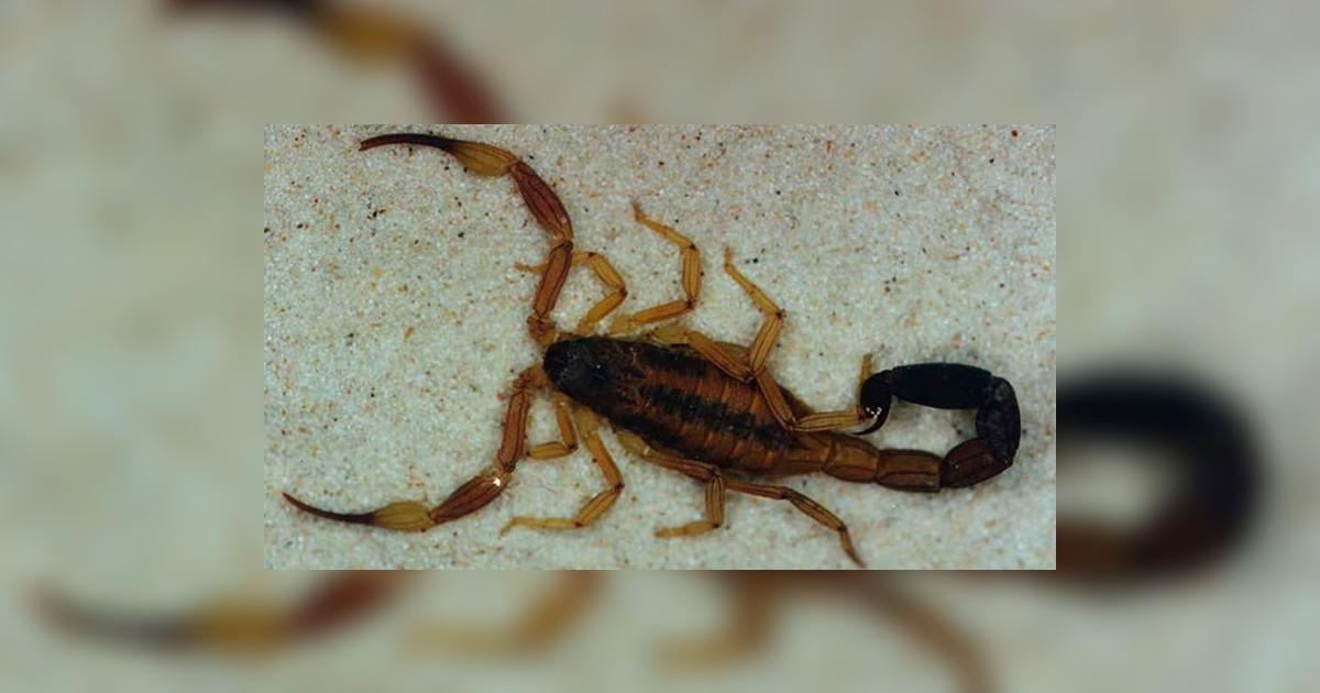 YouTube viral: graban momento en que cientos de crías de mamá alacrán ...