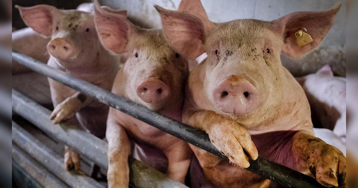 ¿Qué es la gripe porcina y dónde se originó? historia de la gripe H1N1 ...