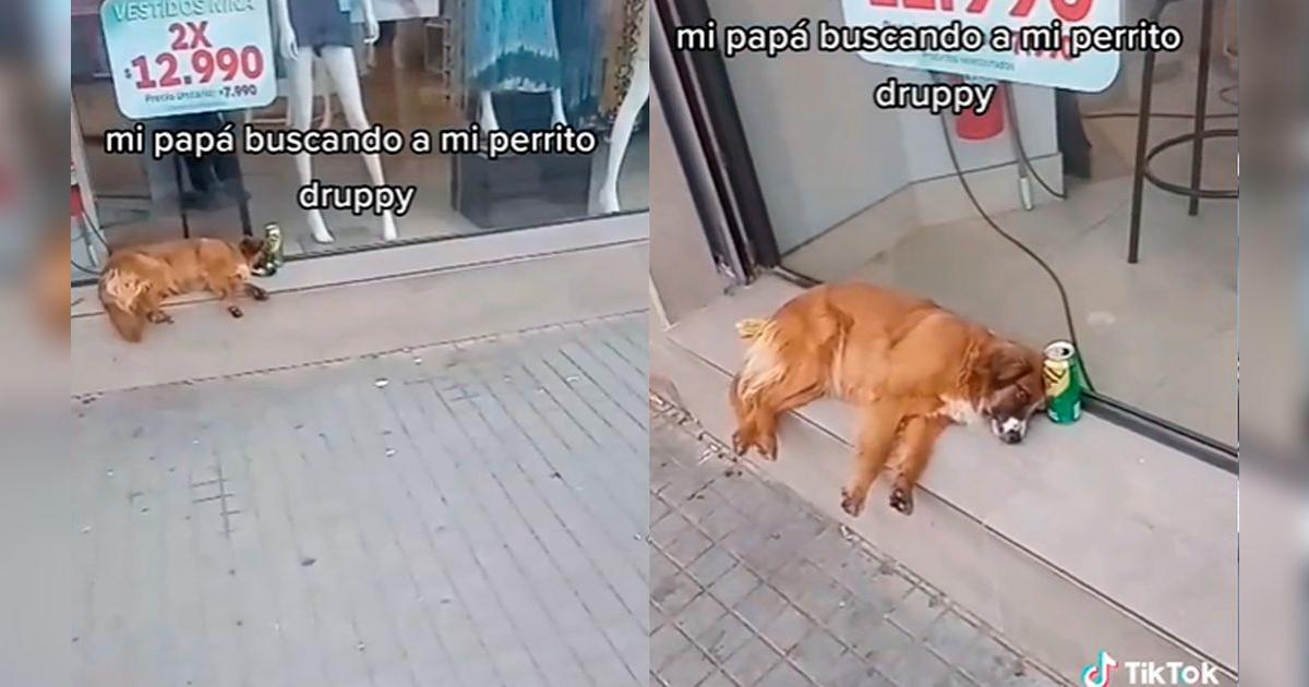 TikTok viral: Hombre busca a su perrito perdido y lo encuentra tirado ...