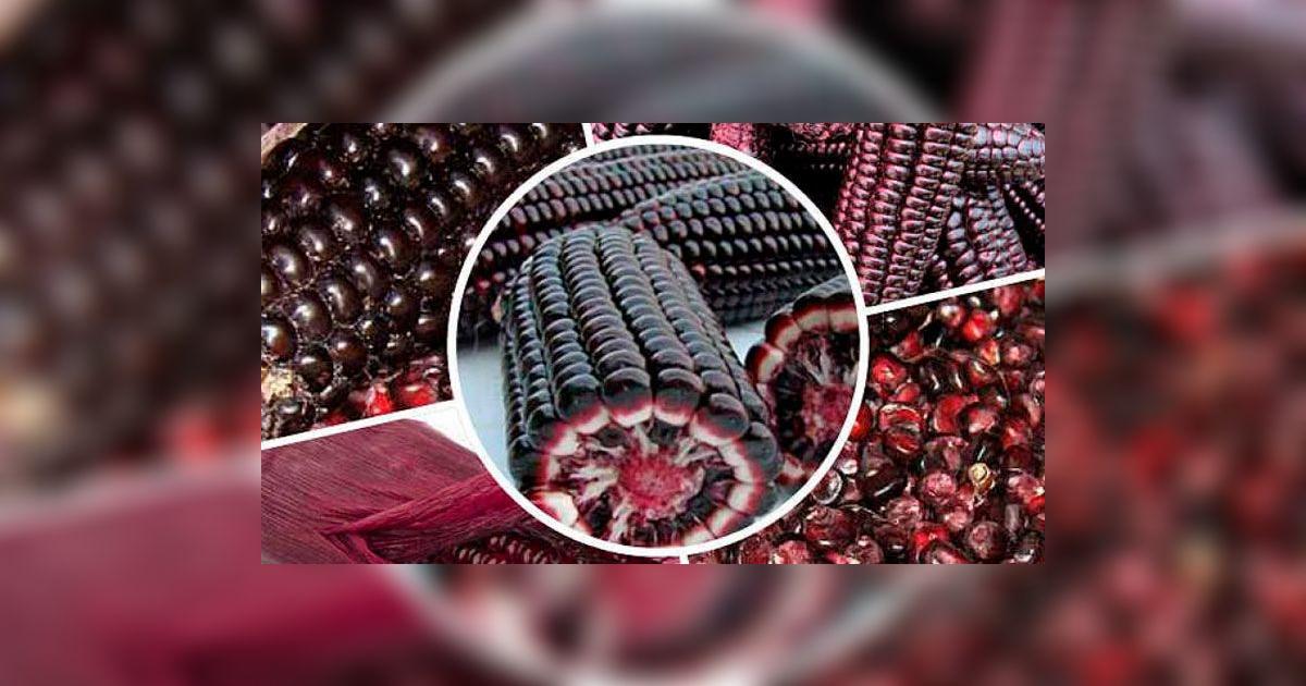 Maíz morado: consumo de alimentos con pigmento morado, antocianina ...