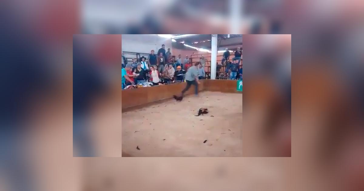 Facebook viral: gallo de pelea ataca a su dueño por hacerlo competir a ...