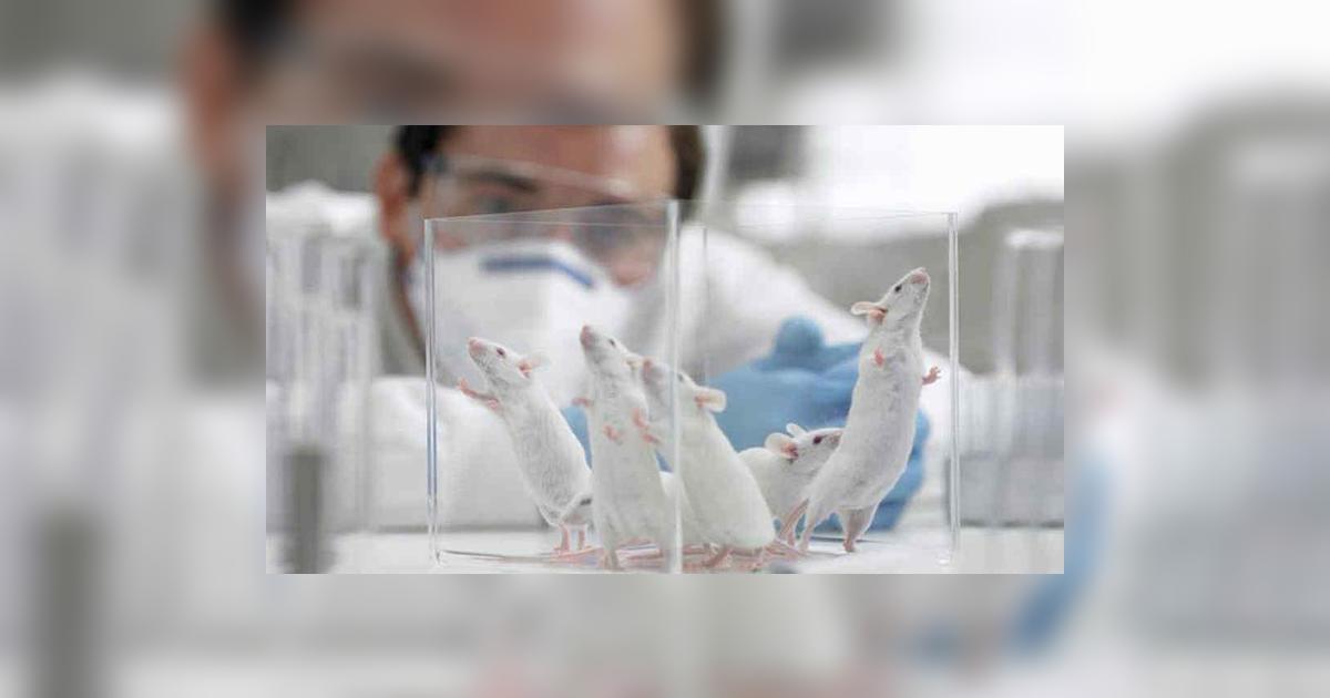 Científicos crean un embrión de ratón que es 4 humano, el nivel más ...