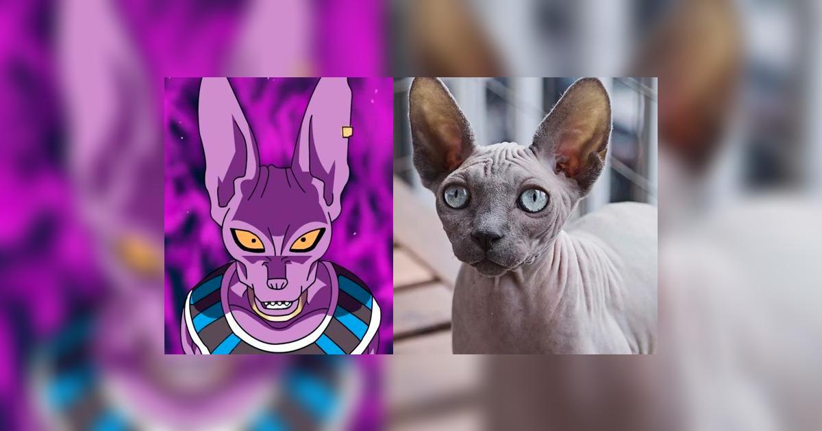 Dragon Ball Super: así reaccionó un 'gato egipcio' cuando tuvo ...
