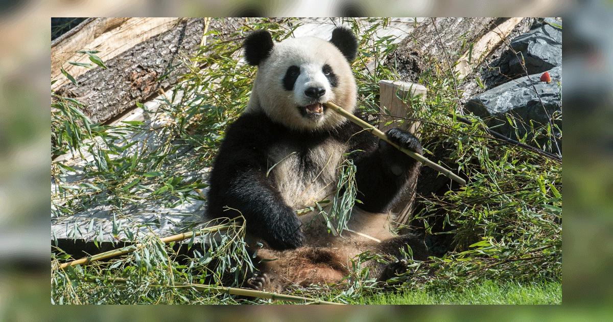 Alemania: Primer oso panda alemán nacería en el zoológico de Berlín ...