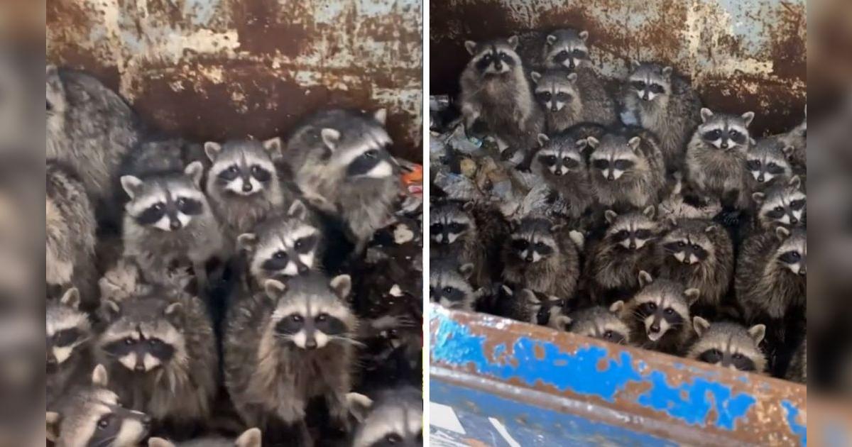 TikTok viral: Hombre se sorprende al encontrar un basurero lleno de ...