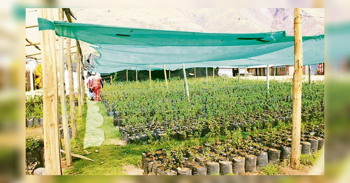 Cusco: Más de un millón de plantas nativas para el Valle Sagrado | lrsd ...