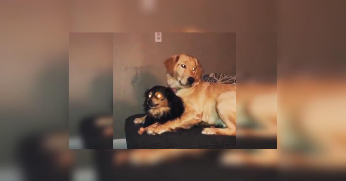 YouTube viral: perro se percata que su ‘compañera’ está furiosa e ...