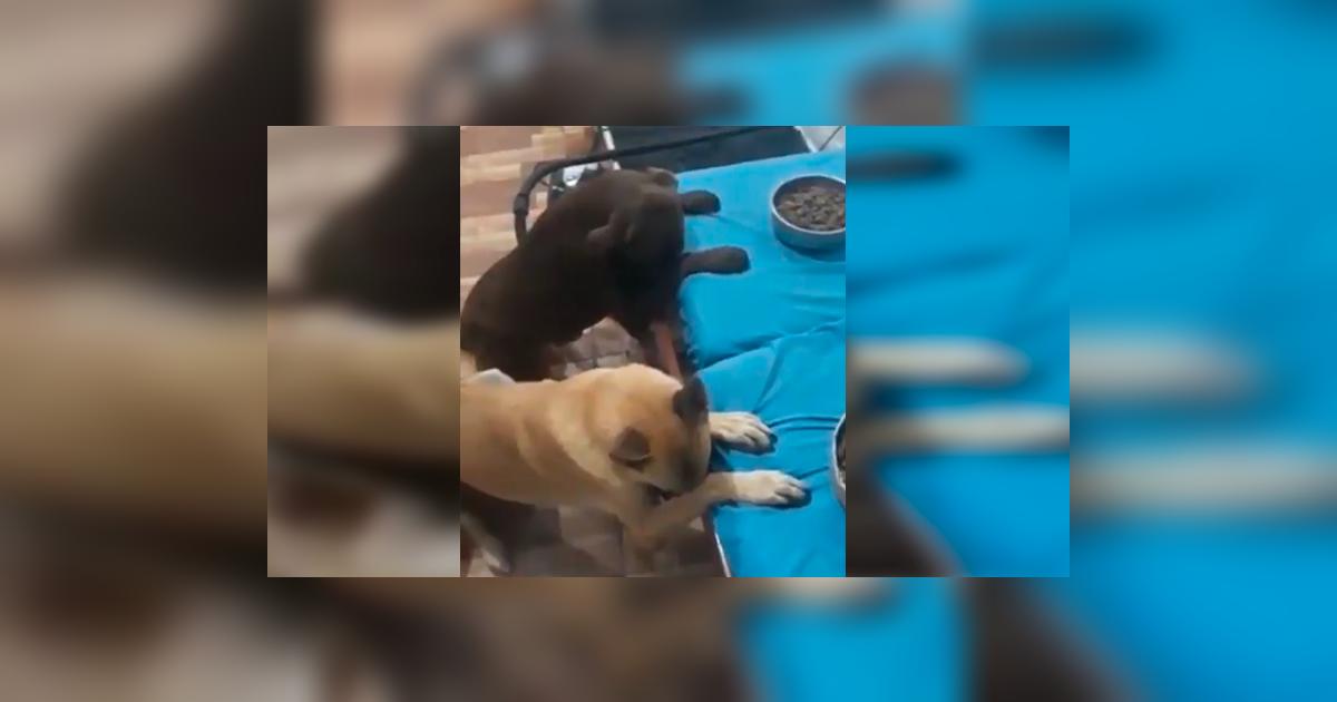 Facebook viral: perros aprenden a ‘rezar’ antes de alimentarse y ruegan ...