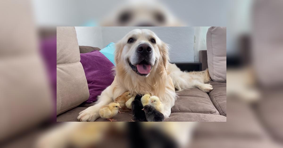 Patos bebé se acercan a perro creyendo que es su madre y protagonizan ...