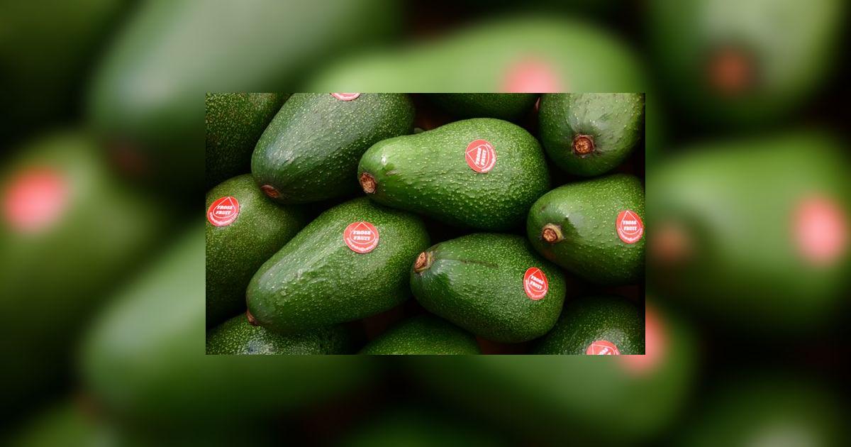La palta peruana baja de valor en el mundo debido al reordenamiento de ...