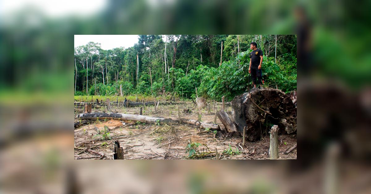 Docente desarrolla app para combatir la tala ilegal en la selva central ...