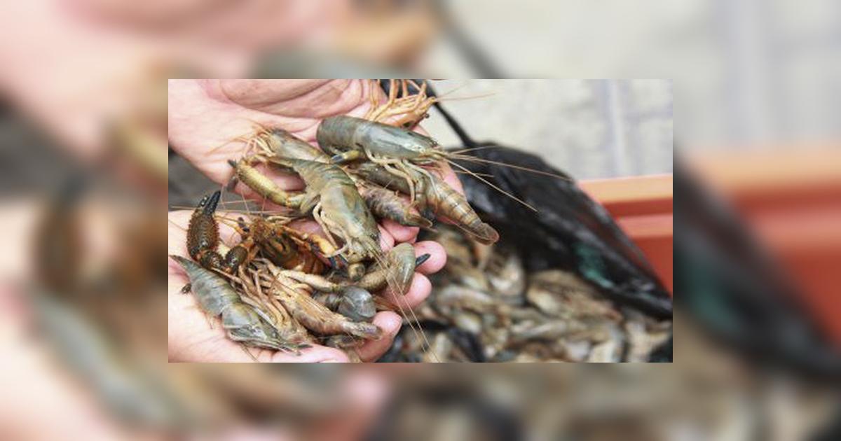 Arequipa: el kilo del camarón sobrepasa los S/100 en Semana Santa ...