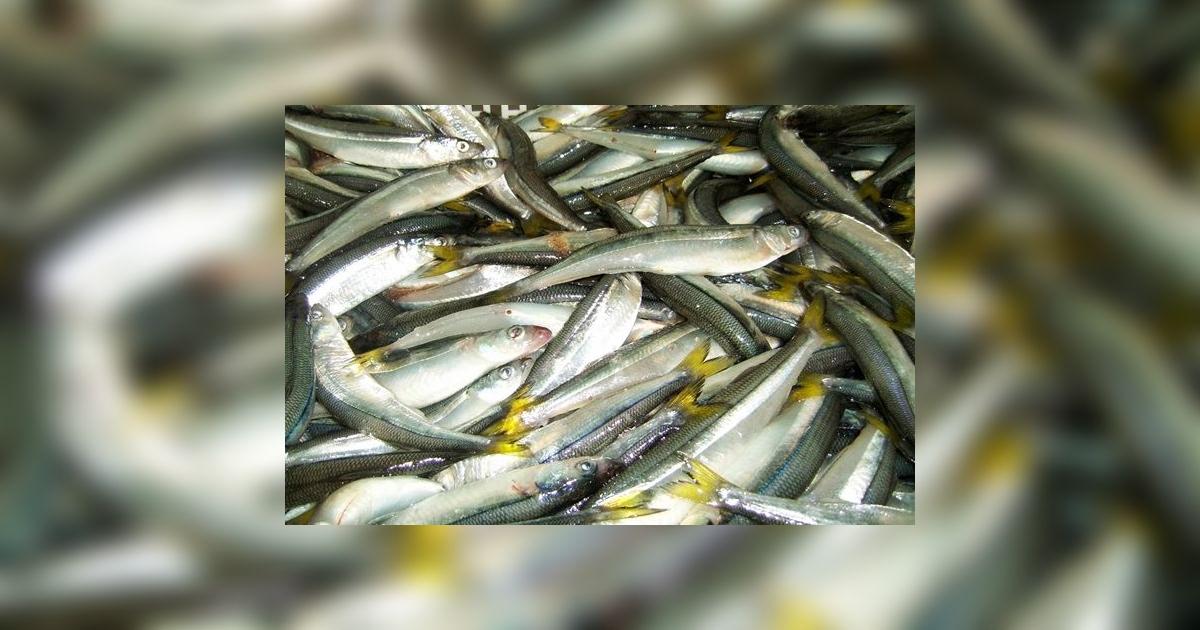 Produce: veda de pejerrey inicia este sábado 21 de agosto | Economía ...