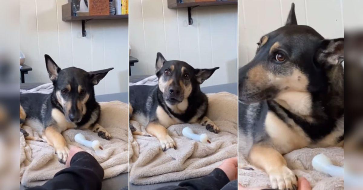 Facebook viral: Perro se siente ‘ignorado’ por su dueño y le ‘reclama ...