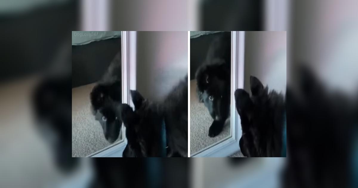 Facebook viral: perro se acerca al espejo para mirarse y segundos ...