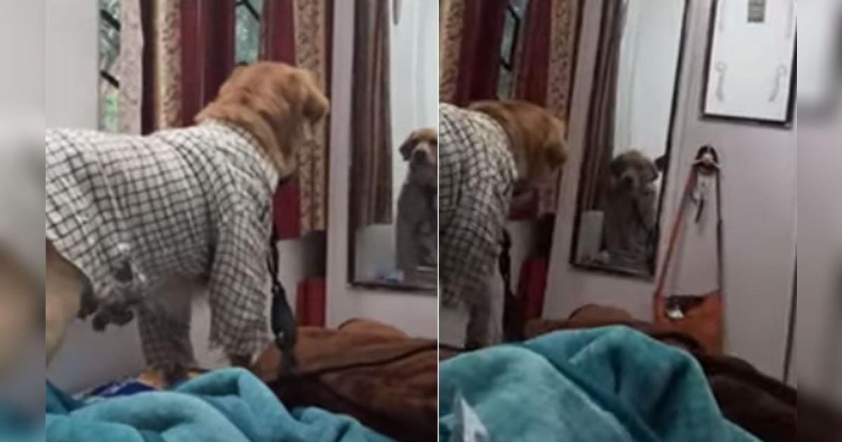 Facebook viral: Perro tiene curiosa reacción al verse en el espejo con ...