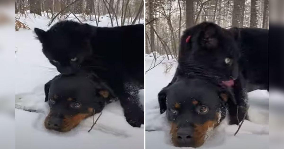 YouTube viral: Pantera y perro se vuelven ‘mejores amigos’ y juegan ...
