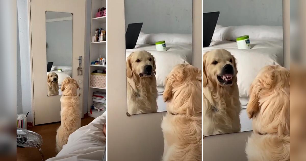 YouTube viral: Perro enfurece al ver su reflejo en un espejo ...