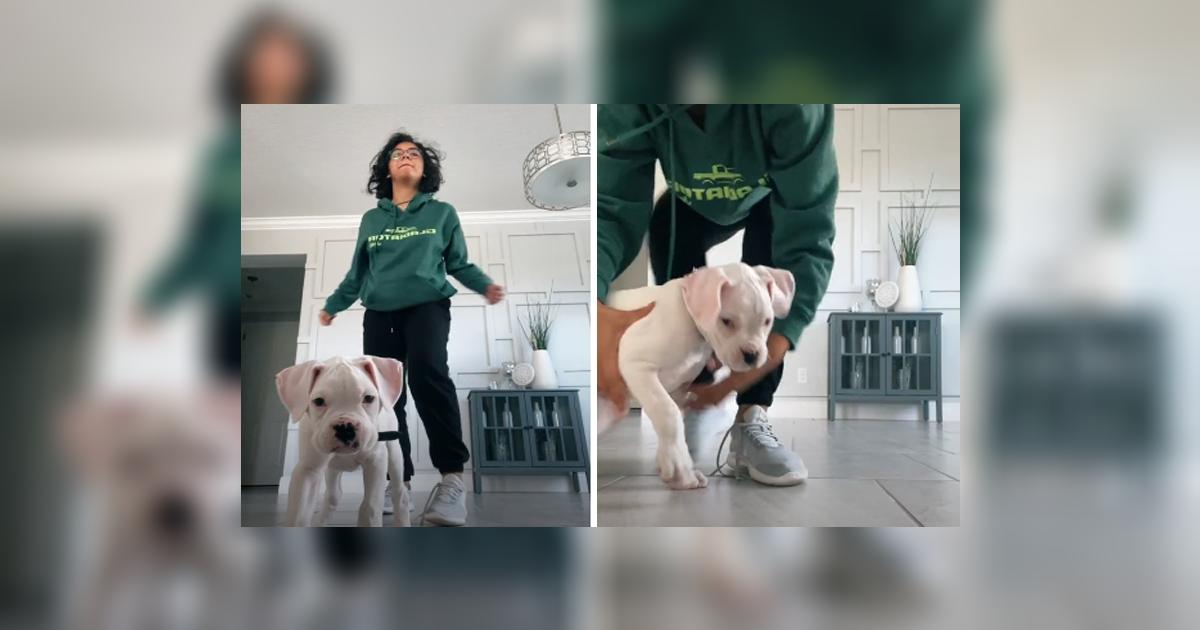 TikTok viral: intenta hacer un reto de baile con su perro, pero este se ...