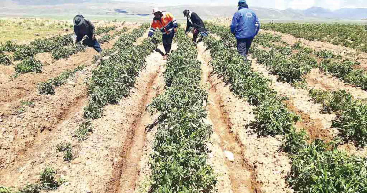 Heladas Y Granizadas Dañan 500 Hectáreas De Cultivos En Puno Sociedad