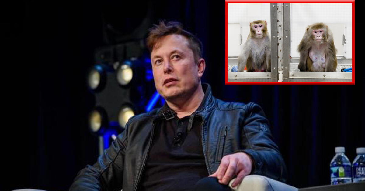 Empresa De Musk Implanta Chip A Un Mono Para Que Use Videojuego Con La