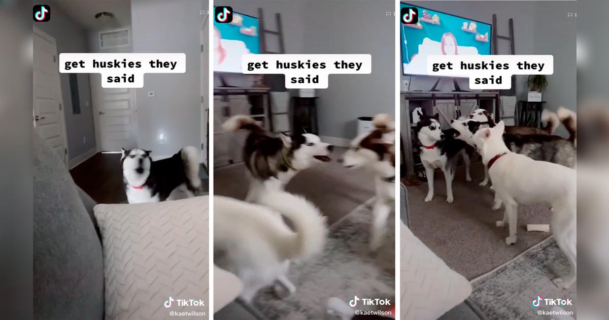 TikTok viral: huskies protagonizan una divertida ‘conversación’ que ...