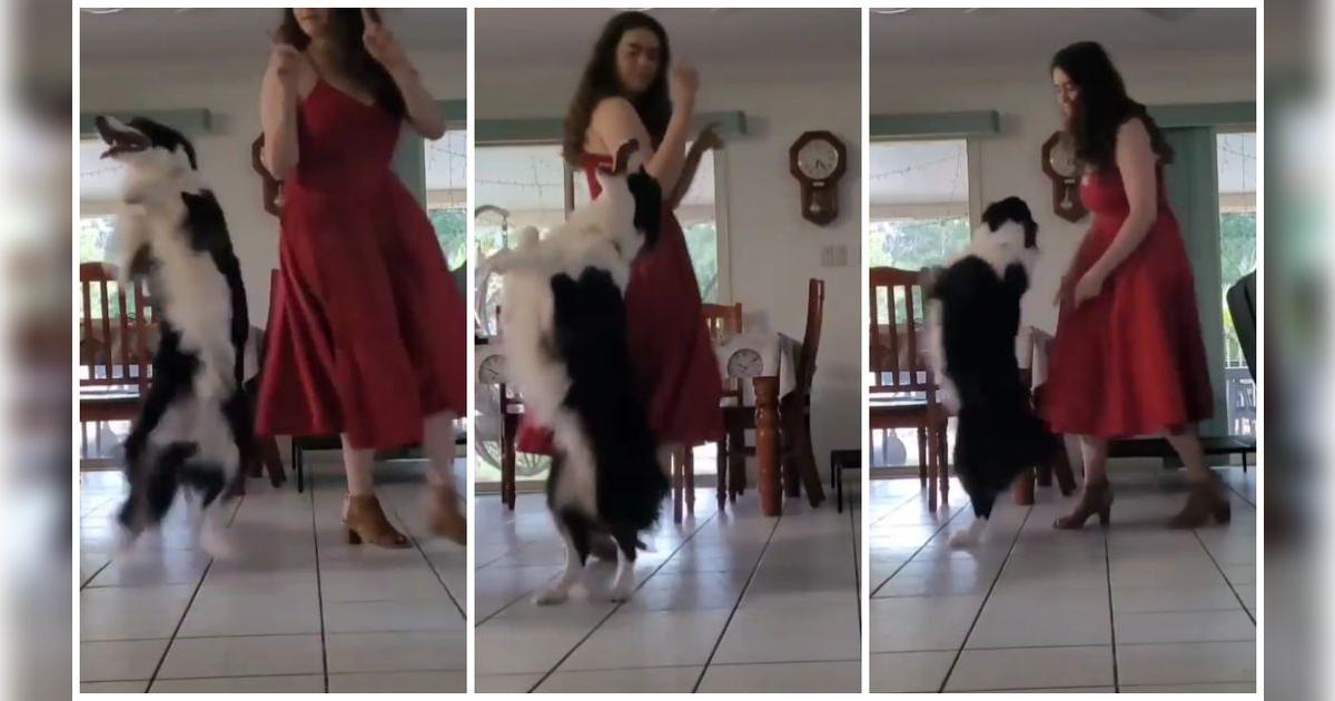 Instagram viral: perro baila con su dueña al ritmo de música disco en ...