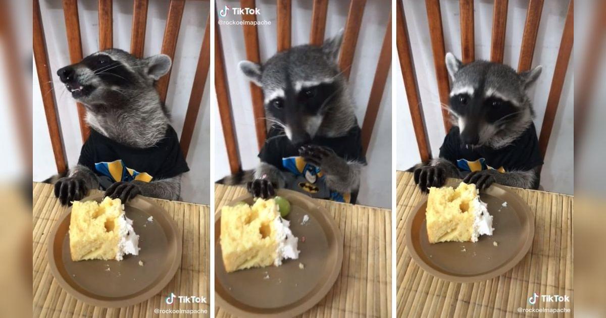 TikTok viral: Se viraliza el video de un mapache comiendo como un ...
