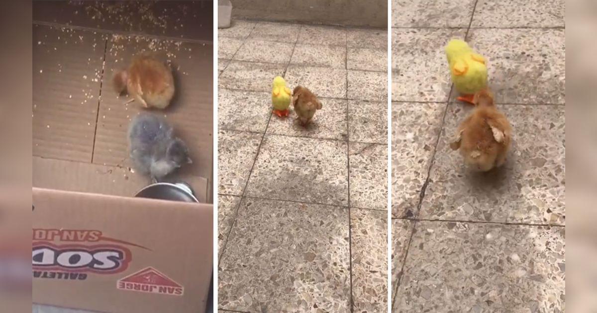 TikTok viral: pollito perdió a su amigo y su dueño lleva uno de ...