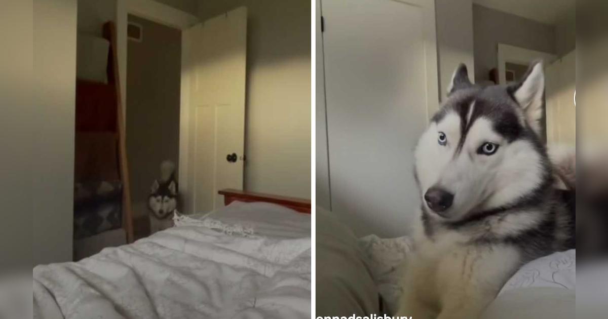 TikTok viral: Perro es grabado cuando despierta a su dueña por las ...