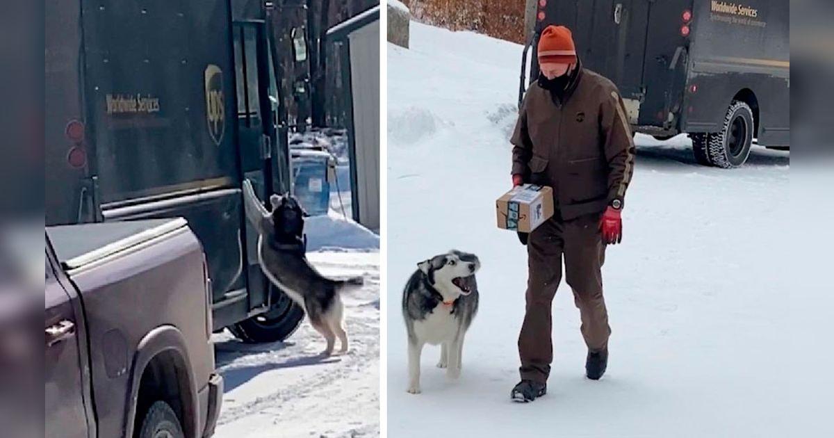 YouTube viral: perro sale emocionado para ‘saludar’ a un repartidor ...