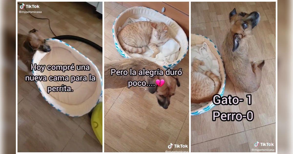 TikTok viral: dueña le compra una cama nueva a su perrita, pero el gato ...