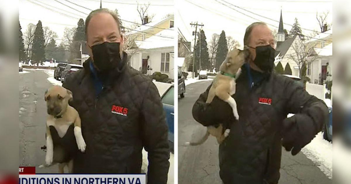 YouTube viral: perrito corre hacia reportero e interrumpe transmisión ...