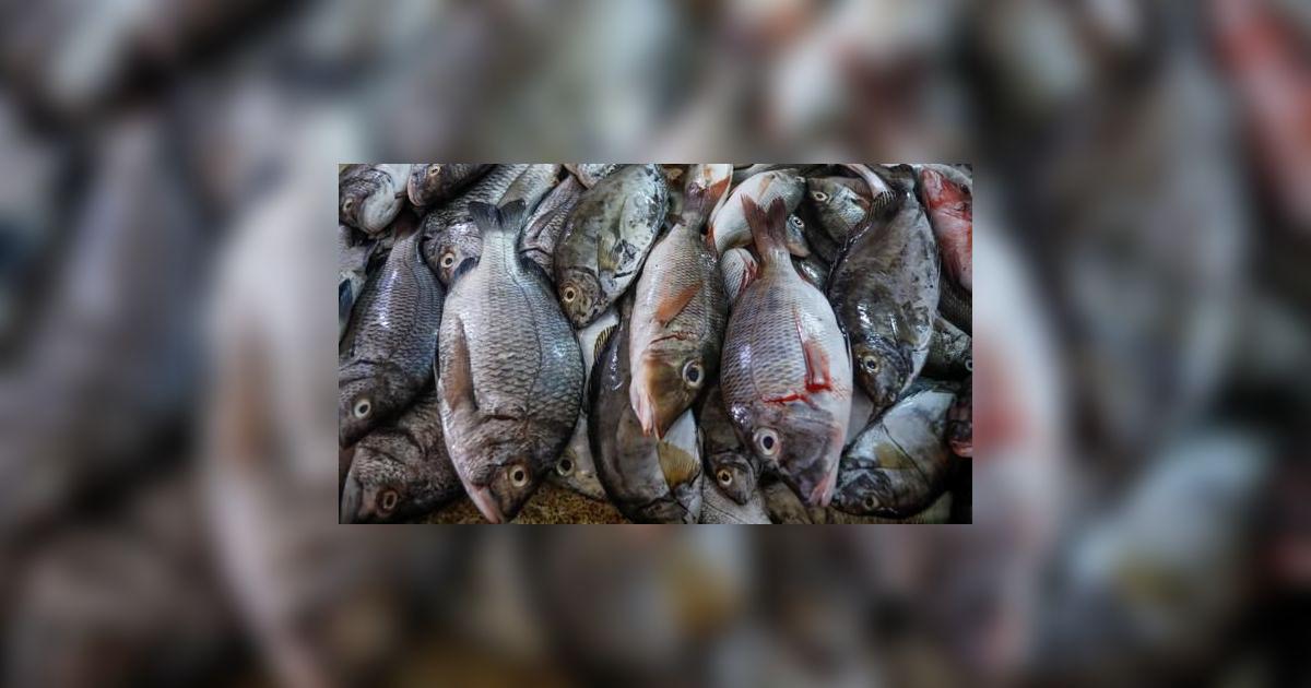 En el Perú, 7 de cada 10 pescados se venden con otro nombre | Economía ...