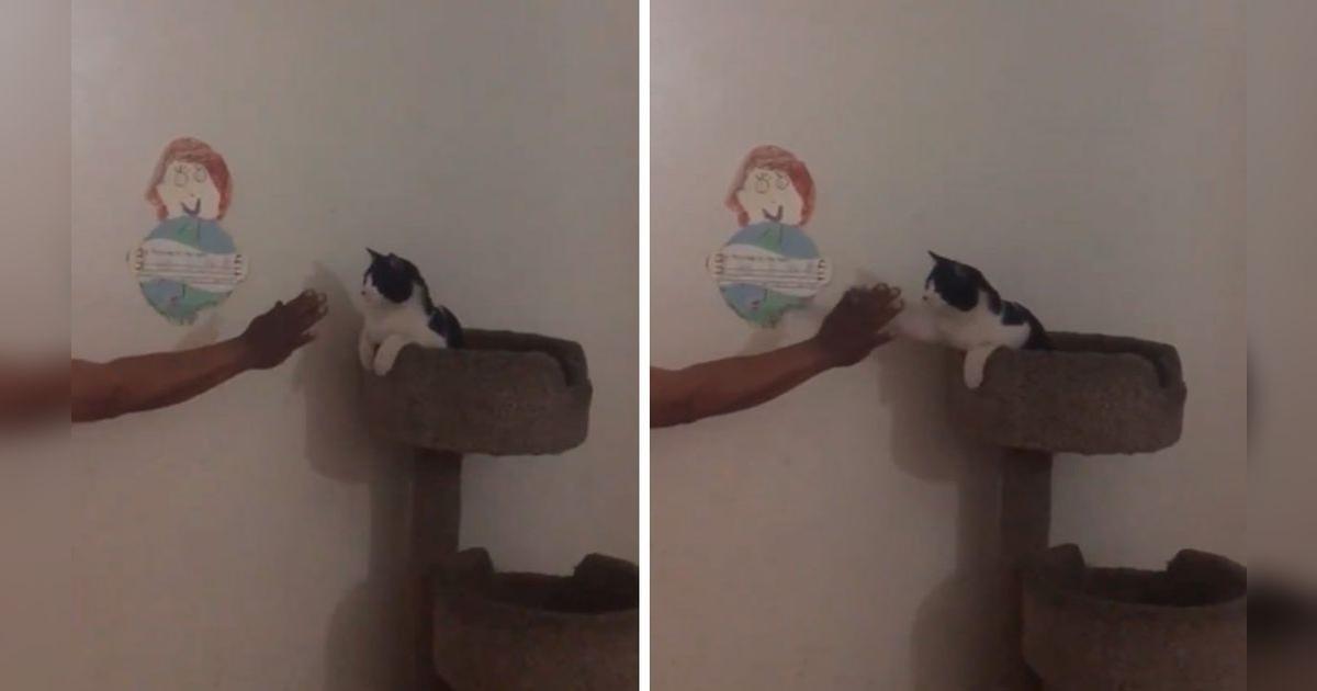 TikTok viral: le pide a su gato chocar su mano y este lo sorprende con ...