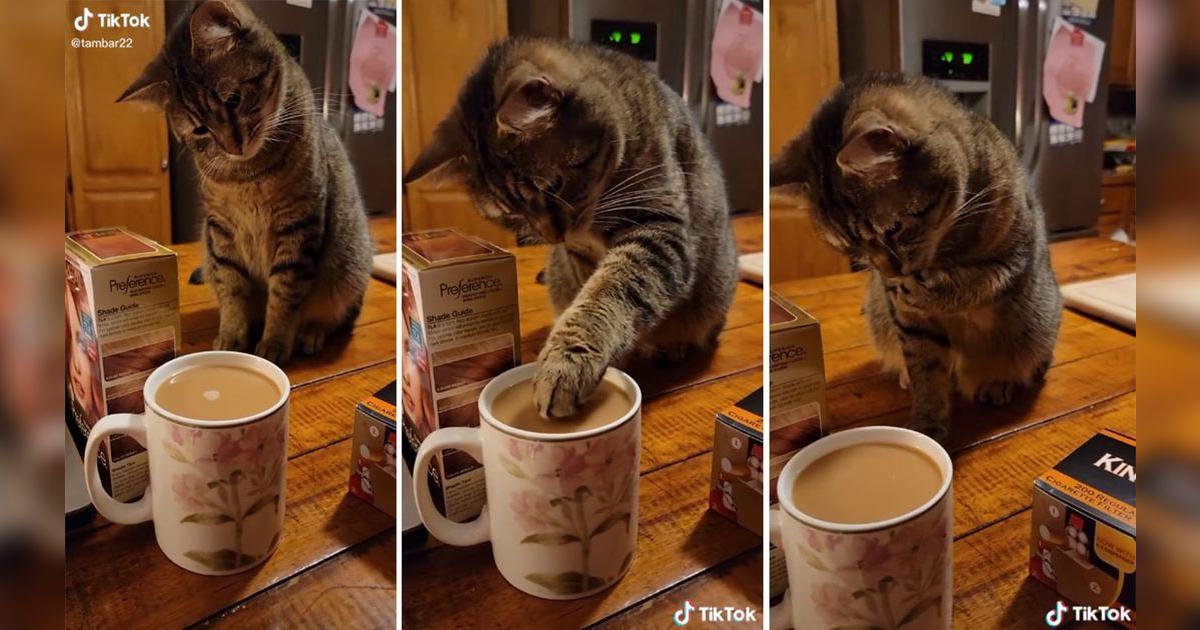 TikTok viral: gatito ve la taza de café de su dueña y mete la pata para ...