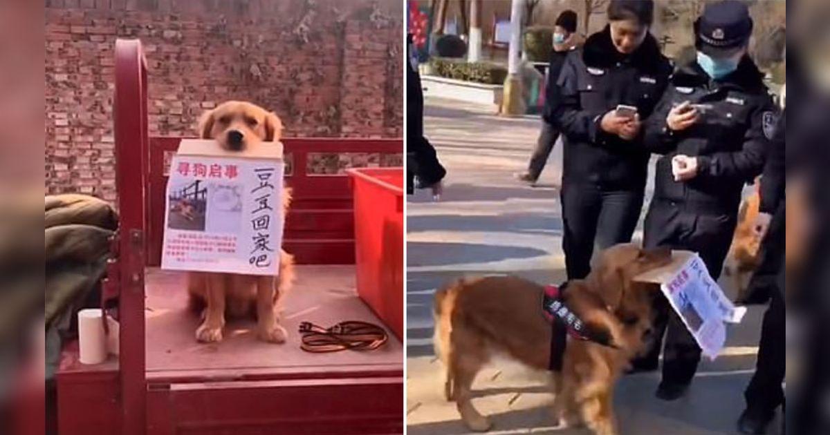 YouTube viral: perro recorre las calles con un cartel en busca de su ...