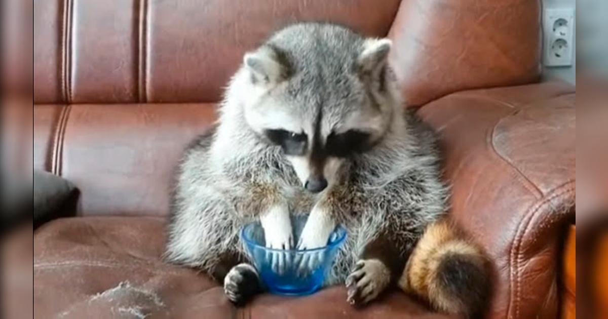 YouTube viral: Mapache tiene divertida reacción al ver que ...