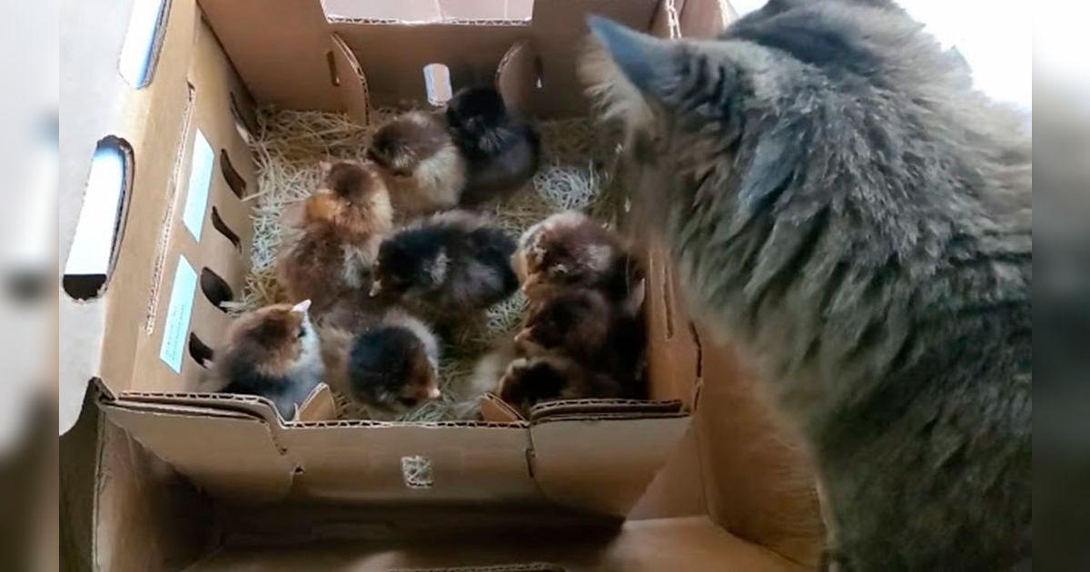 TikTok viral: gato ve a pollitos recién nacidos por primera vez y ...