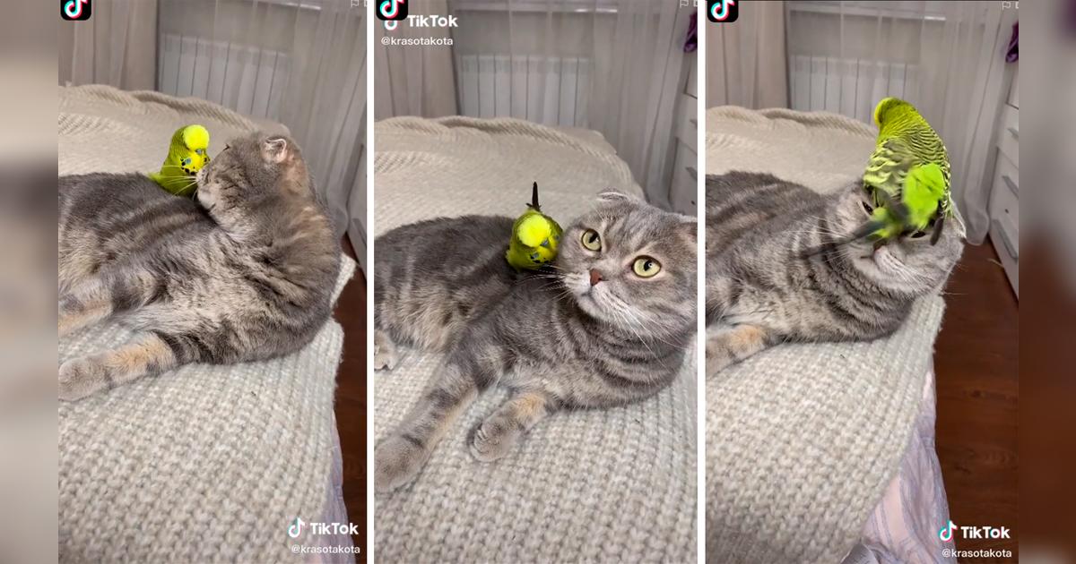 TikTok viral: Gato y pajarito se vuelven inseparables amigos y ...