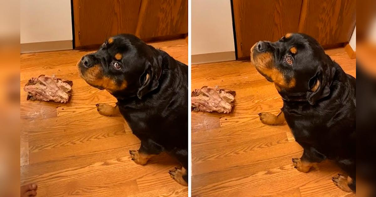 YouTube viral: Perro es regañado tras llevarse la mitad de un pavo de ...