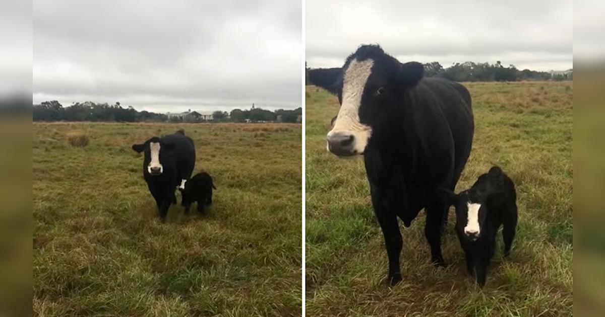 YouTube viral: vaca enternece las redes al ‘mostrar’ por primera vez a ...