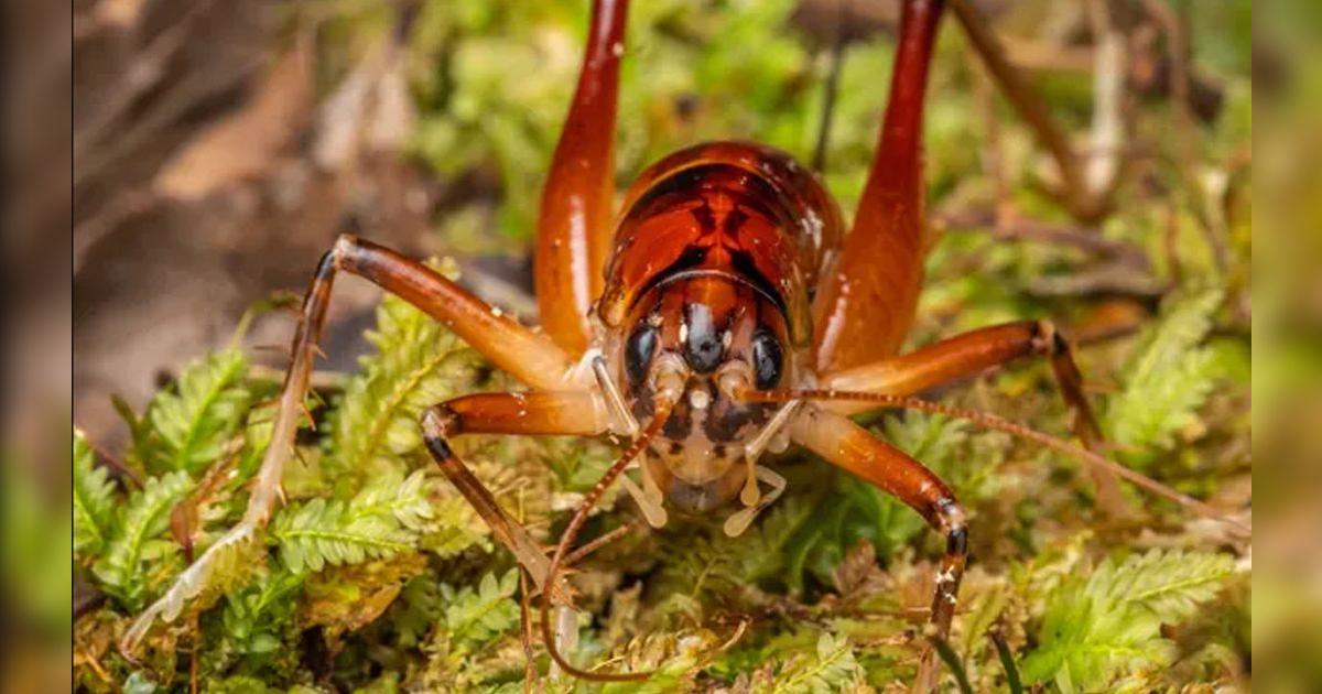 Nueva Zelanda: hallan nuevo insecto y se llamará como la primera ...