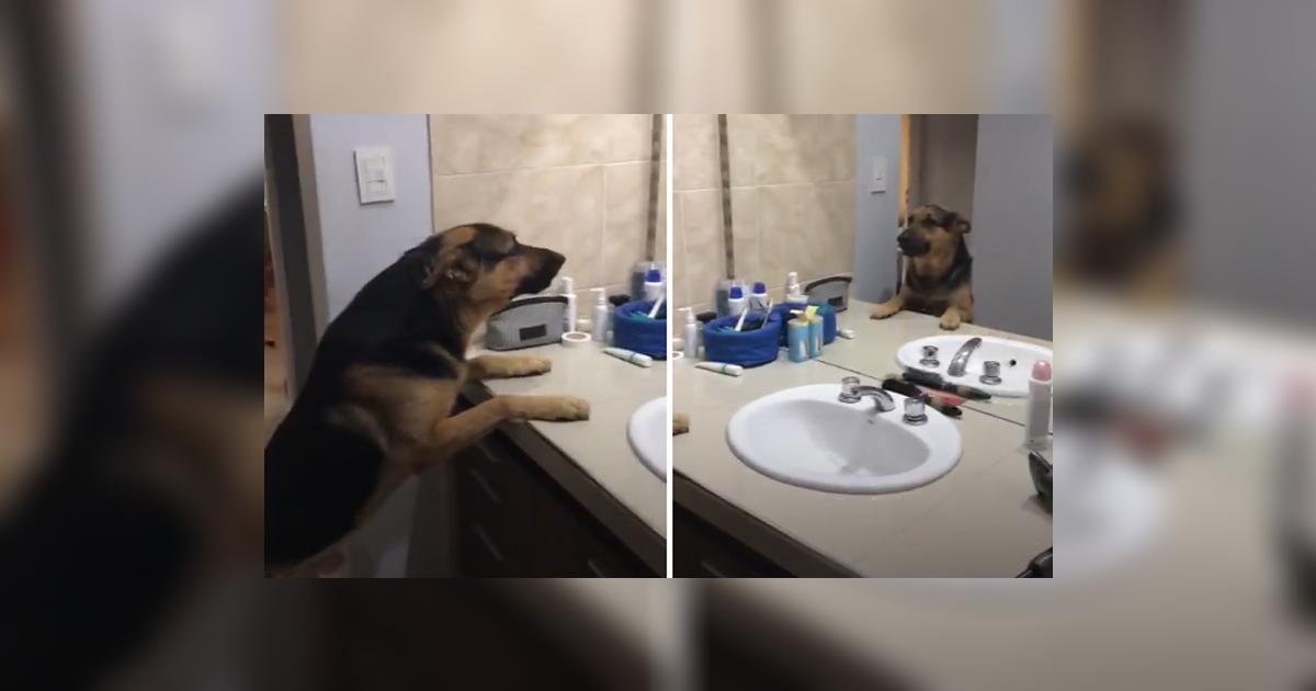 TikTok viral: joven graba el divertido comportamiento de su perro al ...